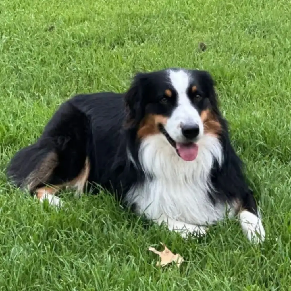 Austin Family Mental Health